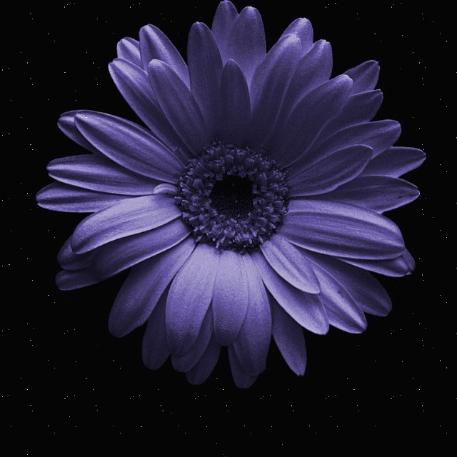Flower Blue Flora To - Free GIF on Pixabay