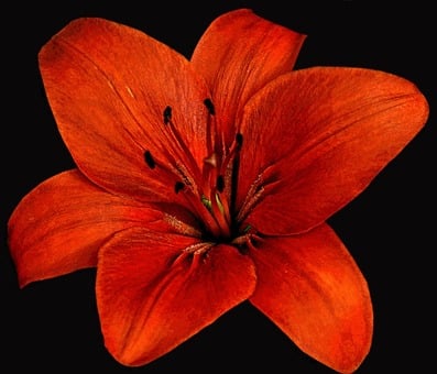 Mehr als 400 kostenlose animierte Blume- und Flora-GIFs und -Sticker ...