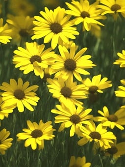 50+ Free Spring & Flower animated GIFs and Stickers - Pixabay