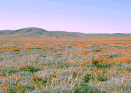 Nature Autumn Landscapes Orange - Free GIF on Pixabay