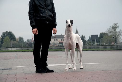 Greyhound - Free GIF on Pixabay - Pixabay
