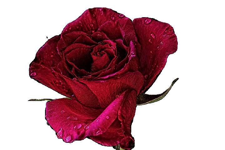 50+ Free Rose & Roses animated GIFs and Stickers - Pixabay