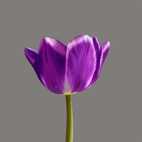 8+ Free Tulpe & Flower animated GIFs and Stickers - Pixabay