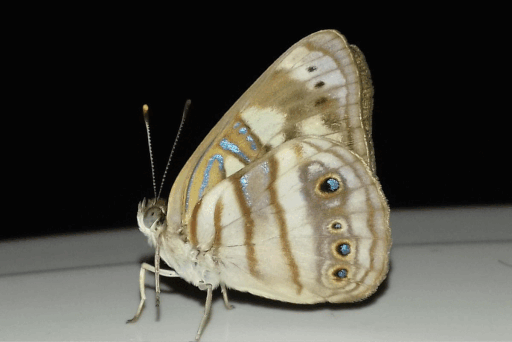 Animal Lepidoptera Borboleta - GIF gratuito no Pixabay