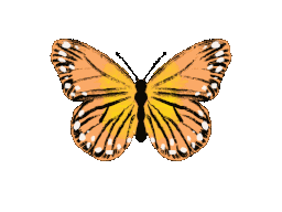 蝴蝶 自然 昆虫 - Pixabay 上的免费 GIF 动图