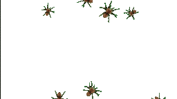 Spiders Arachnid Tarantula - Free GIF on Pixabay