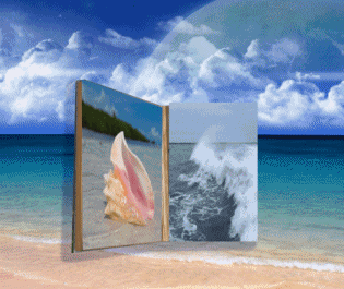 Dolphin Nature Ocean - Free GIF on Pixabay