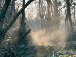 Misty Forest Sunlight - Free GIF on Pixabay