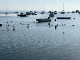 Mar Gaviota - GIF gratis en Pixabay