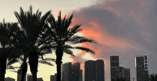 Sunset Miami Palm - Free GIF on Pixabay
