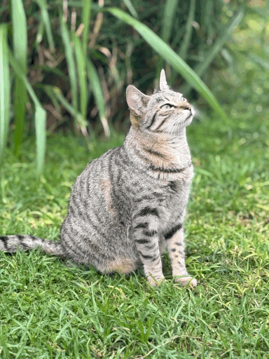 Gato Bicho De Estimação Animal - GIF gratuito no Pixabay