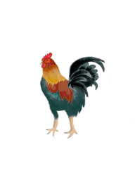 Gallo Pollo Animal - GIF gratis en Pixabay