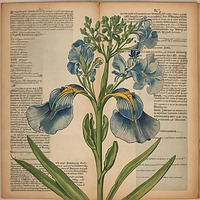 125 Botanical Illustrated Dictionary | Royalty-free Music - Pixabay
