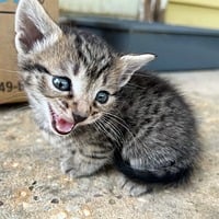 Free Cat Crying Sound Effects Download - Pixabay