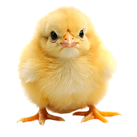 chick sound | Royalty-free Music - Pixabay