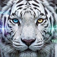The Tiger's Purr | 30s Low-Hz Grounding | 免版税音乐 - Pixabay