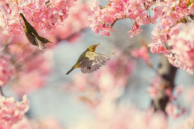 🏆 Spring Contest - Pixabay