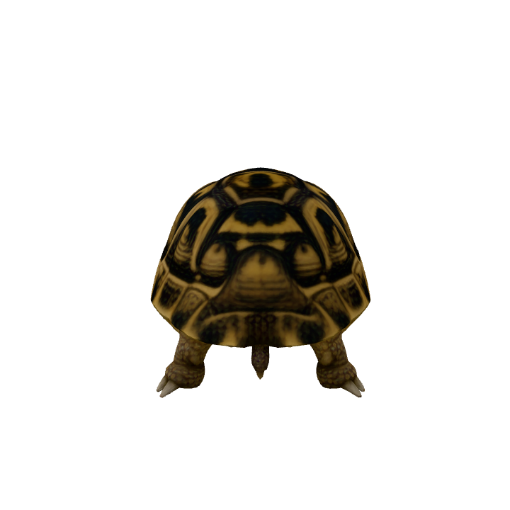 Tortoise Reptile Shell - Free 3D Models on Pixabay