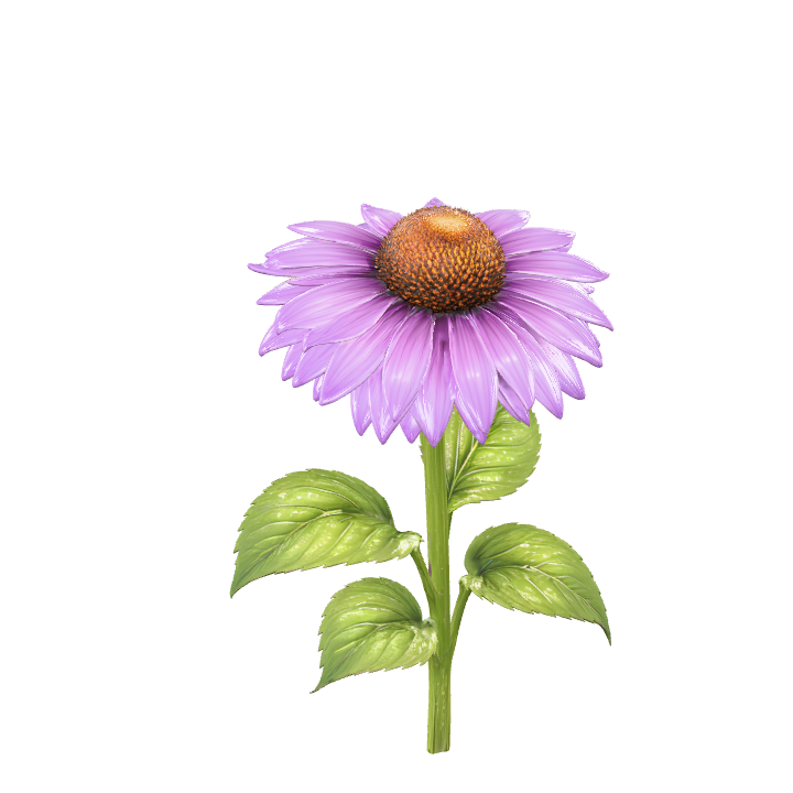 Echinacea Coneflower Pink Flower - Free 3D Models on Pixabay