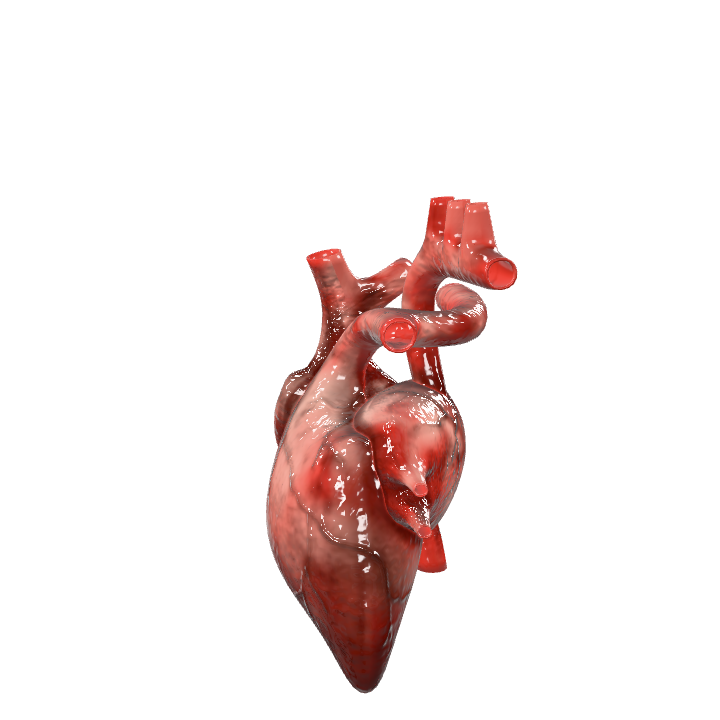 Herz Mensch Organ - Kostenlose 3D-Modelle auf Pixabay