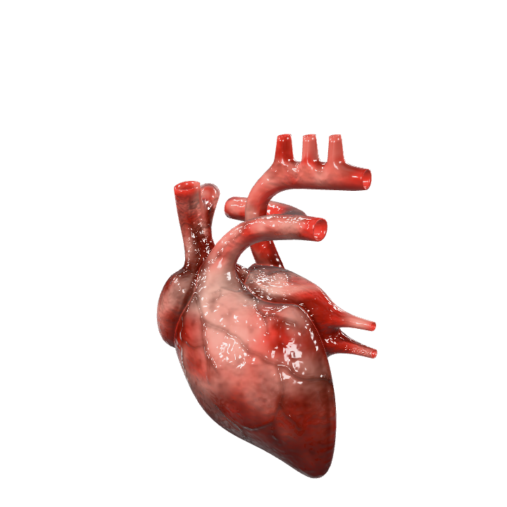 Herz Mensch Organ - Kostenlose 3D-Modelle auf Pixabay