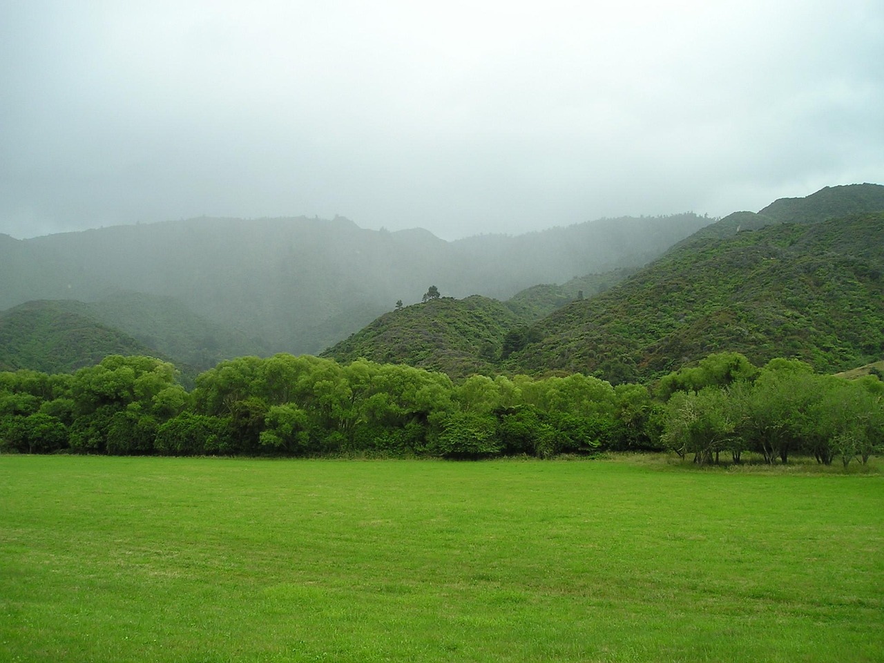 Meadow Scenery Green
