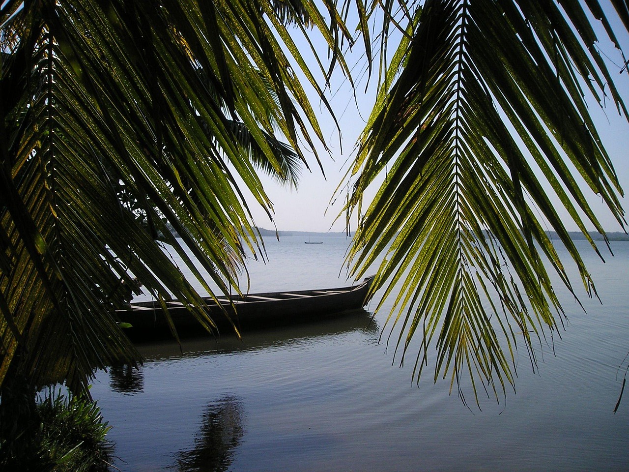 India Palm Fronds Tree - Free photo on Pixabay