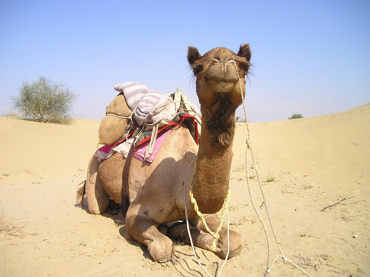 Inde Chameau Désert - Photo gratuite sur Pixabay - Pixabay