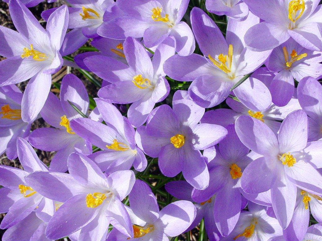 Crocuses Flower Spring - Free photo on Pixabay - Pixabay