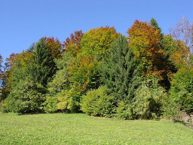 80+ Free Mixed Forest & Forest Photos - Pixabay