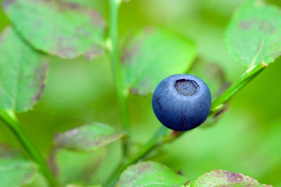 Blueberry Berry Blue - Free photo on Pixabay - Pixabay