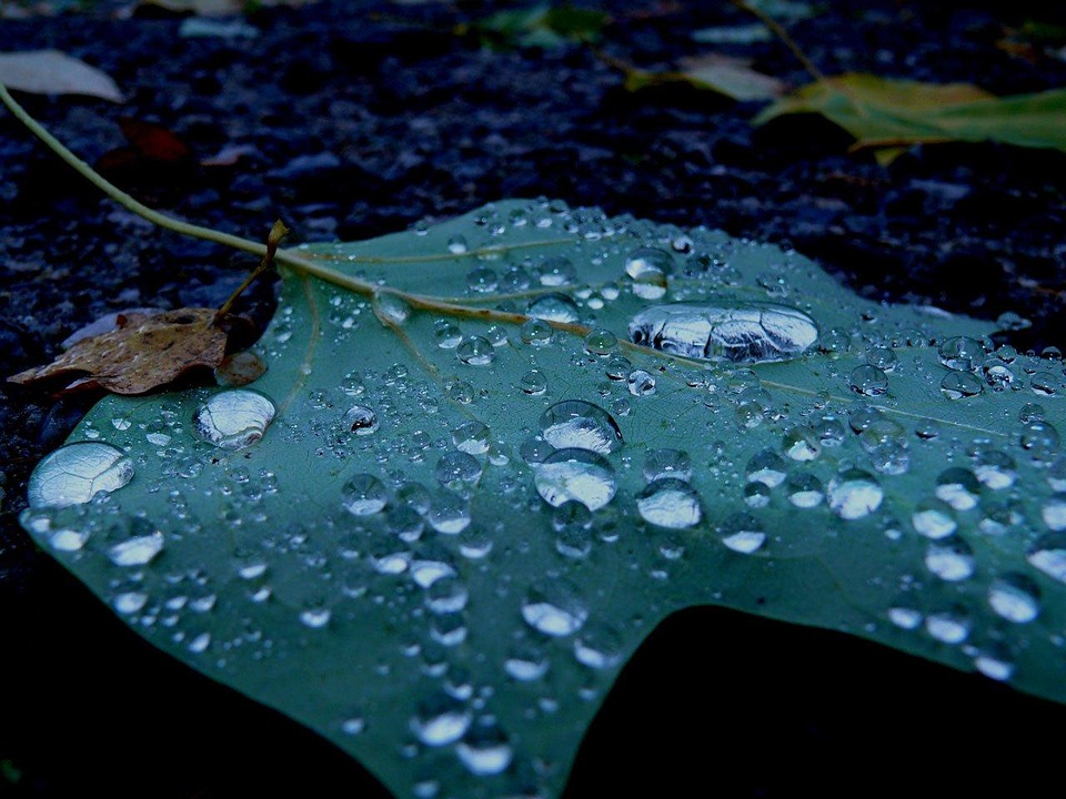 Tropfen Regen Blatt - Kostenloses Foto auf Pixabay