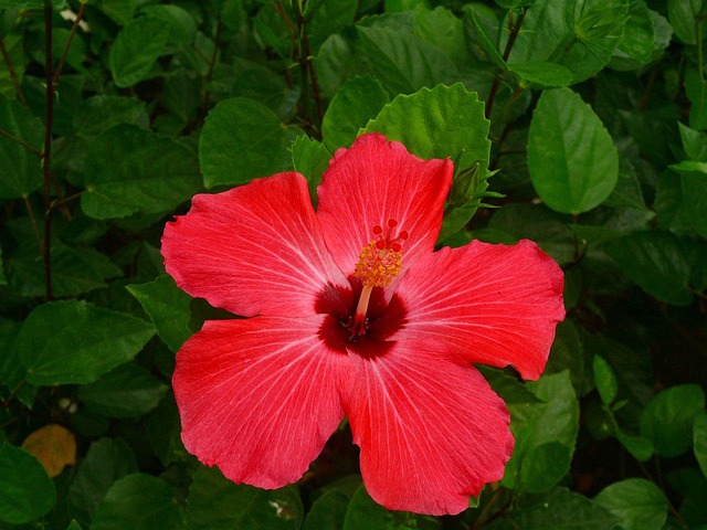 Flower Flora Nature - Free photo on Pixabay - Pixabay