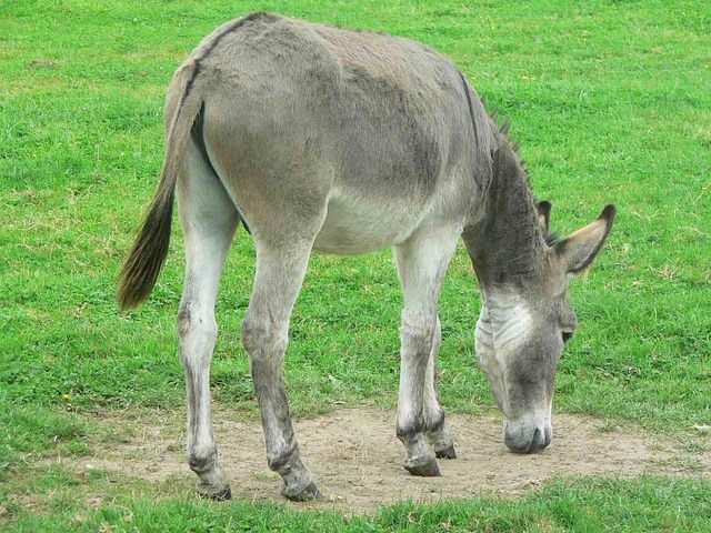 100+ Free Donkey Ass & Donkey Images - Pixabay