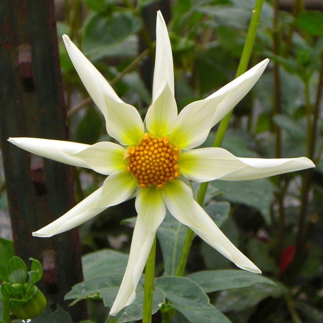 Flor Branco Estrela - Foto gratuita no Pixabay - Pixabay