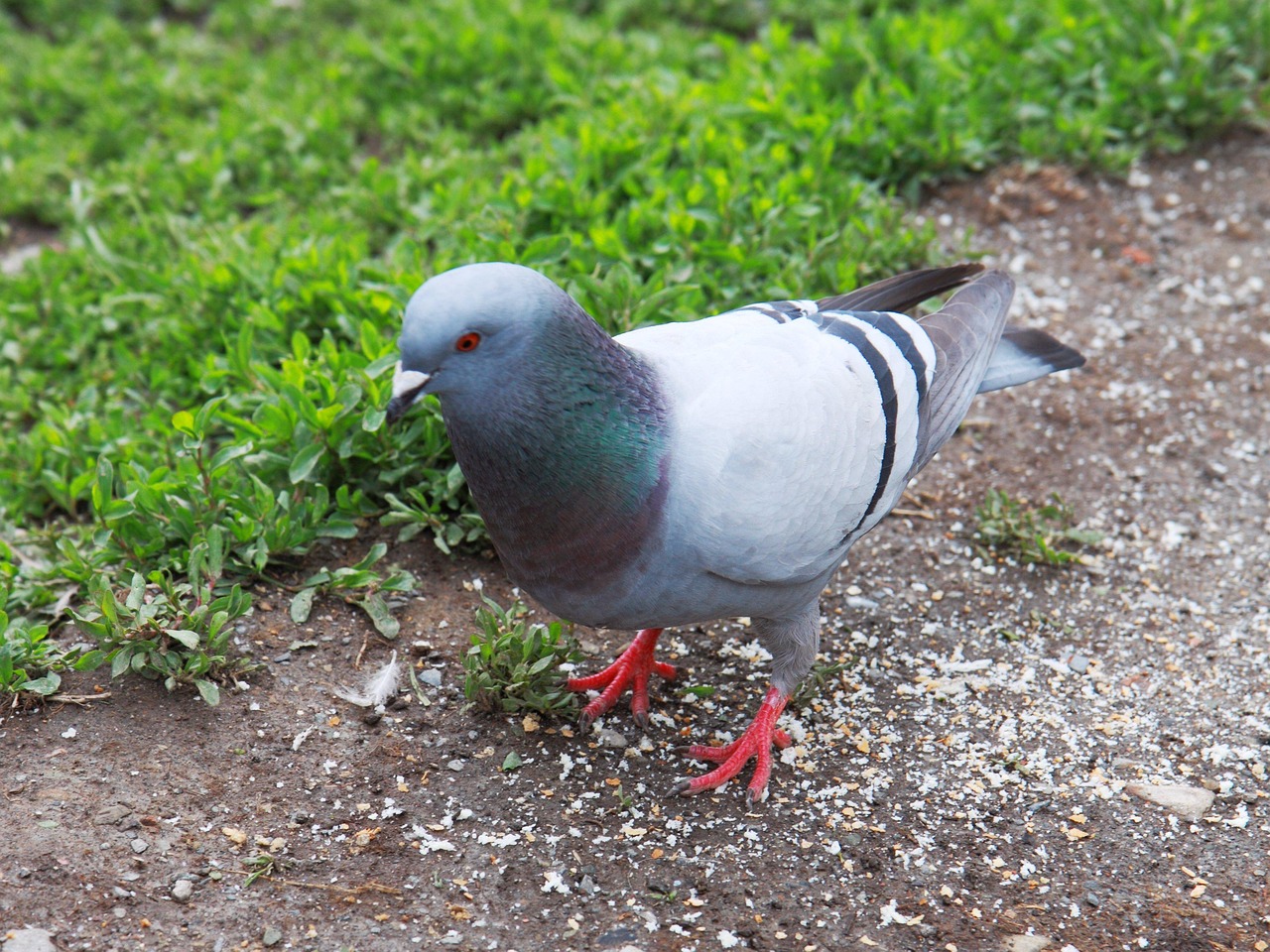 Animal Pájaro Paloma - Foto gratis en Pixabay - Pixabay