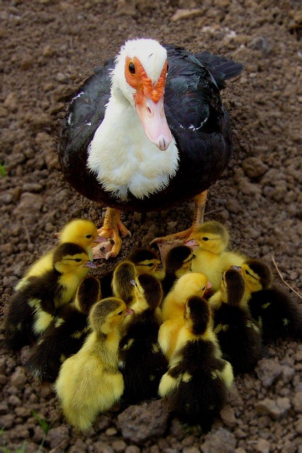 Pato Patinhos Animal - Foto gratuita no Pixabay - Pixabay