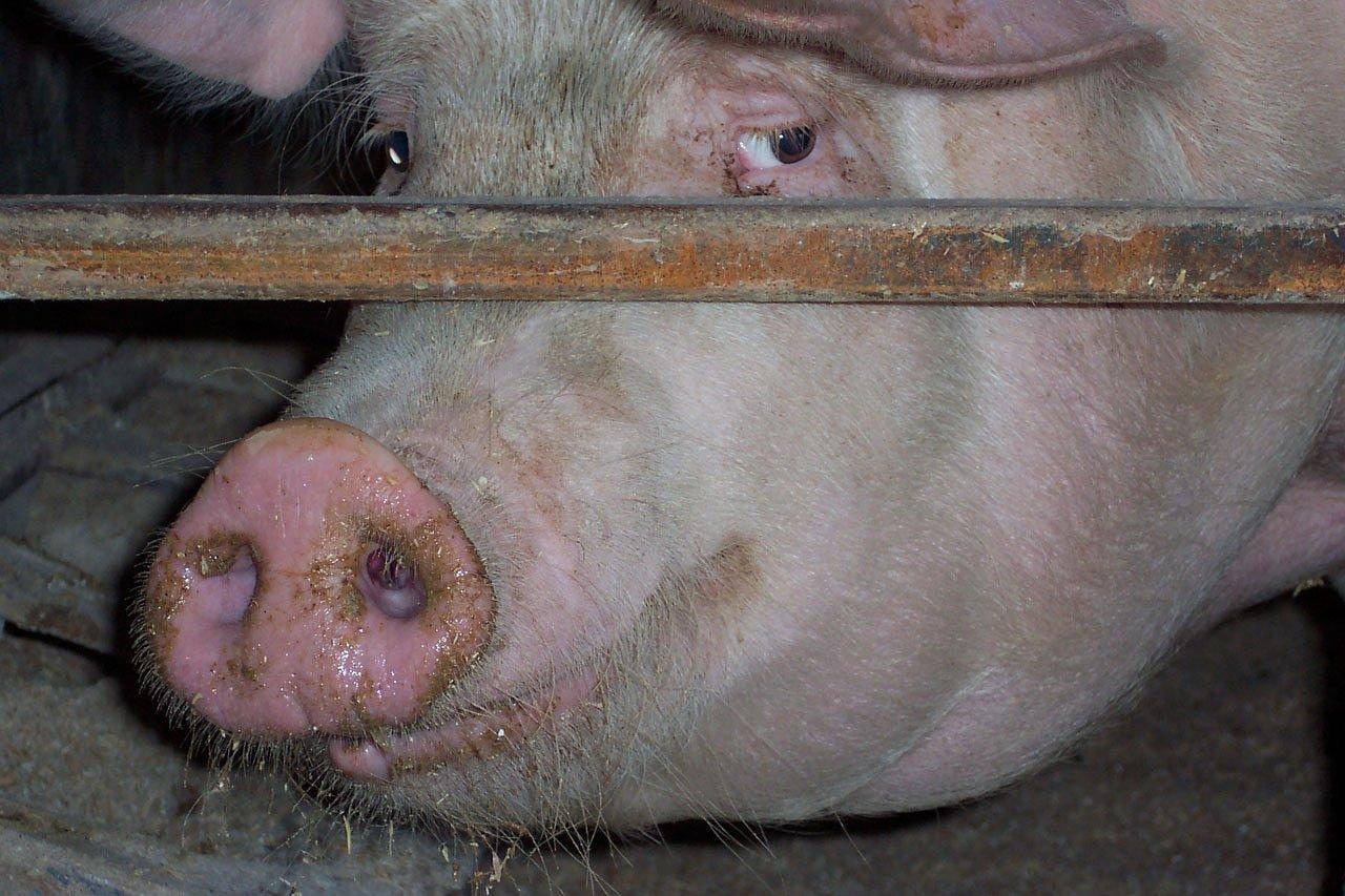 Pig Sow Farm - Free photo on Pixabay