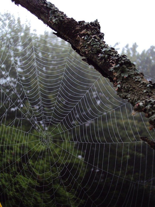 Netz Spinne Land - Kostenloses Foto auf Pixabay