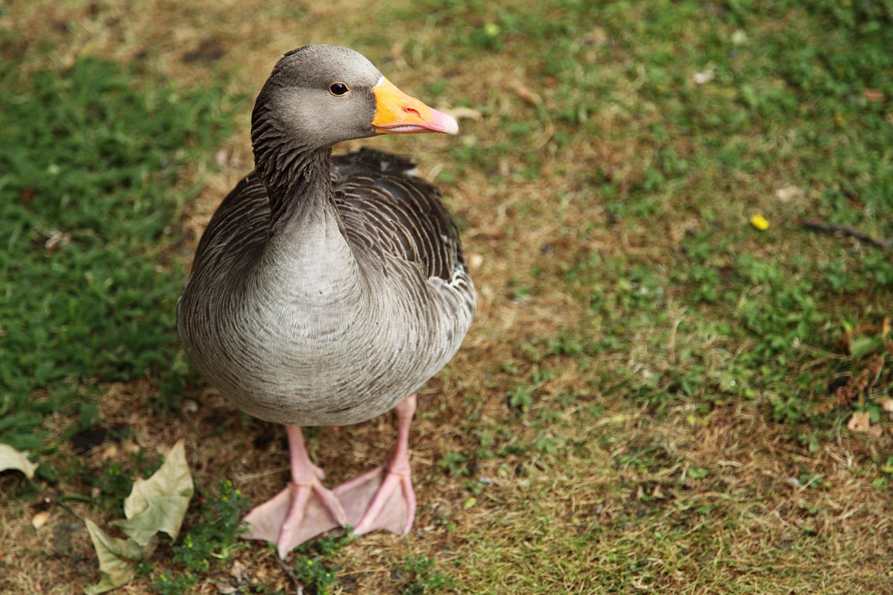 Animal Pico Pájaro - Foto gratis en Pixabay