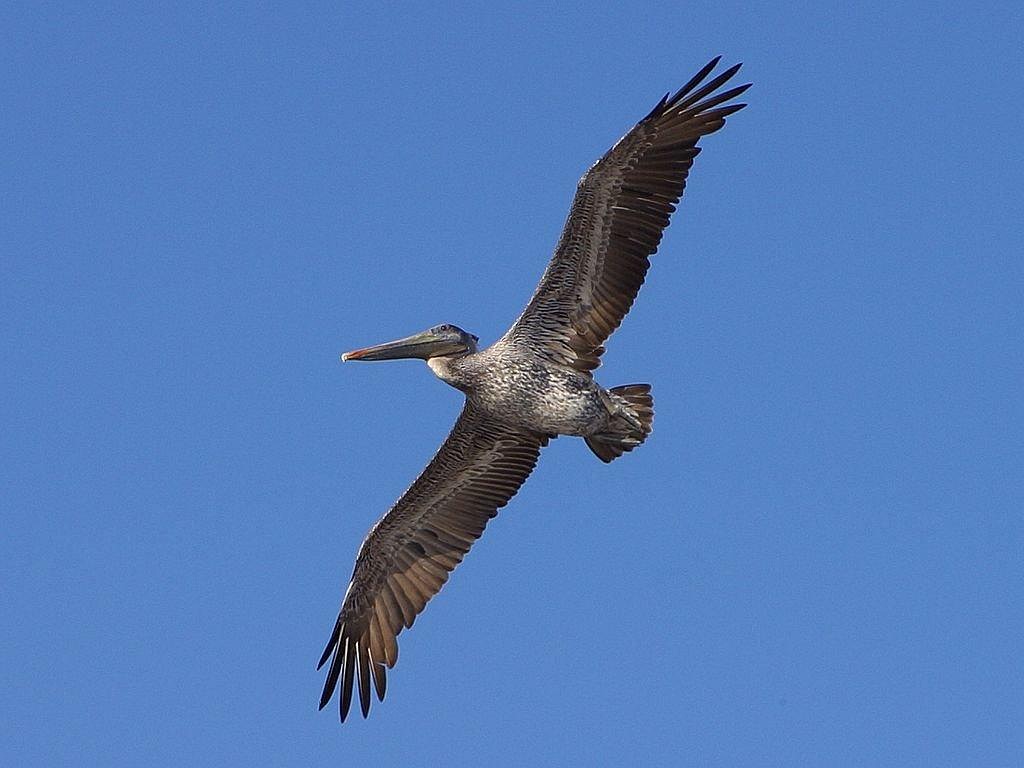 Pelican Wing Span - Free photo on Pixabay - Pixabay