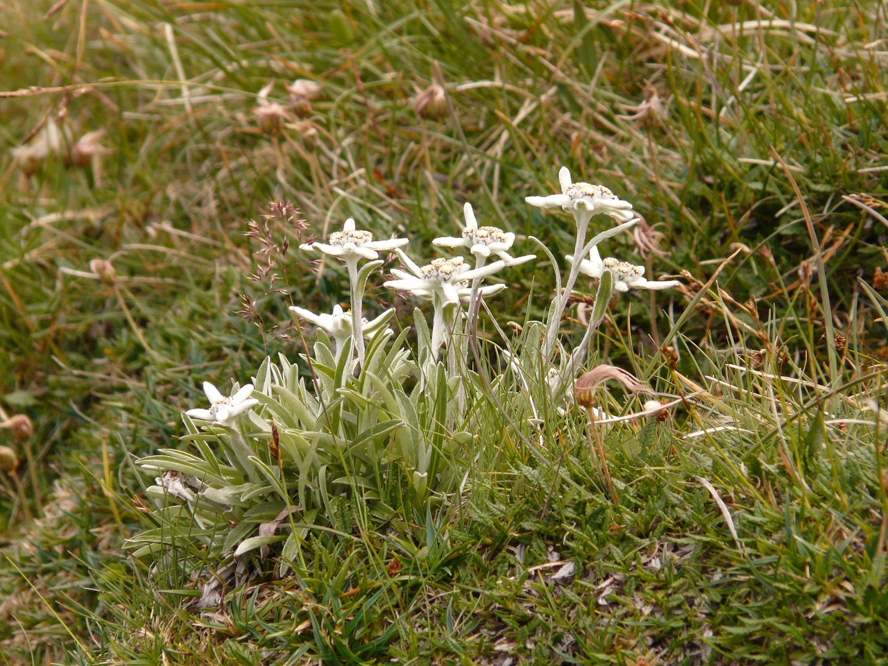 Edelweiss Alpine Flower Rare - Free photo on Pixabay - Pixabay