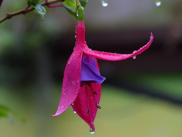 Flower Wet Rain - Free photo on Pixabay