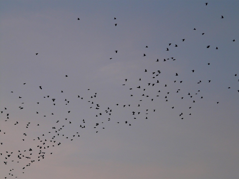 Vogelschwarm Vögel Fliegen · Kostenloses Foto auf Pixabay