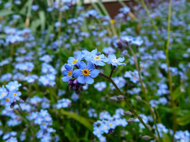 500+ Free Forget Me Not & Bloom Images - Pixabay