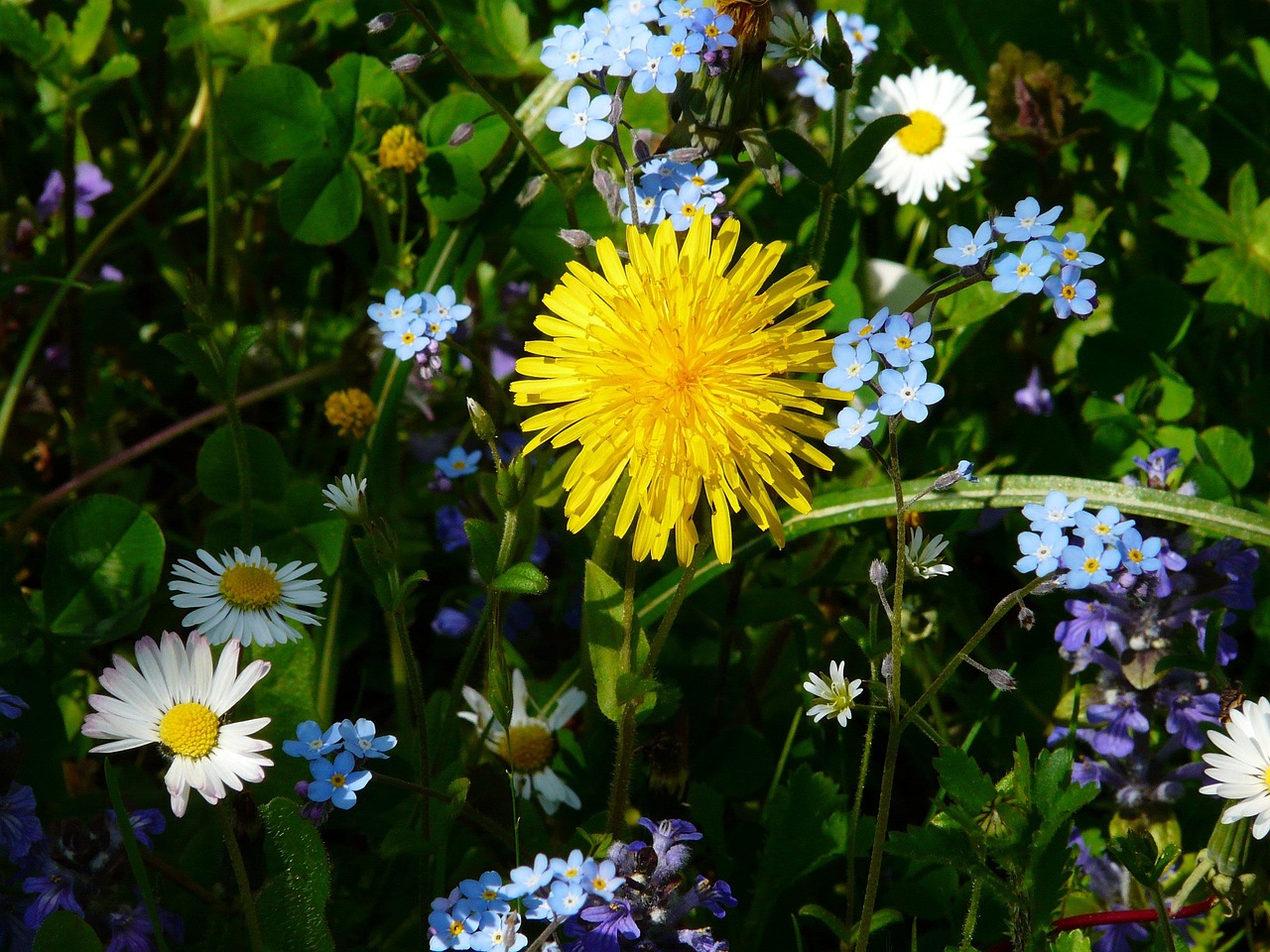 4.000+ kostenlose Wiesenblumen und Natur-Bilder - Pixabay