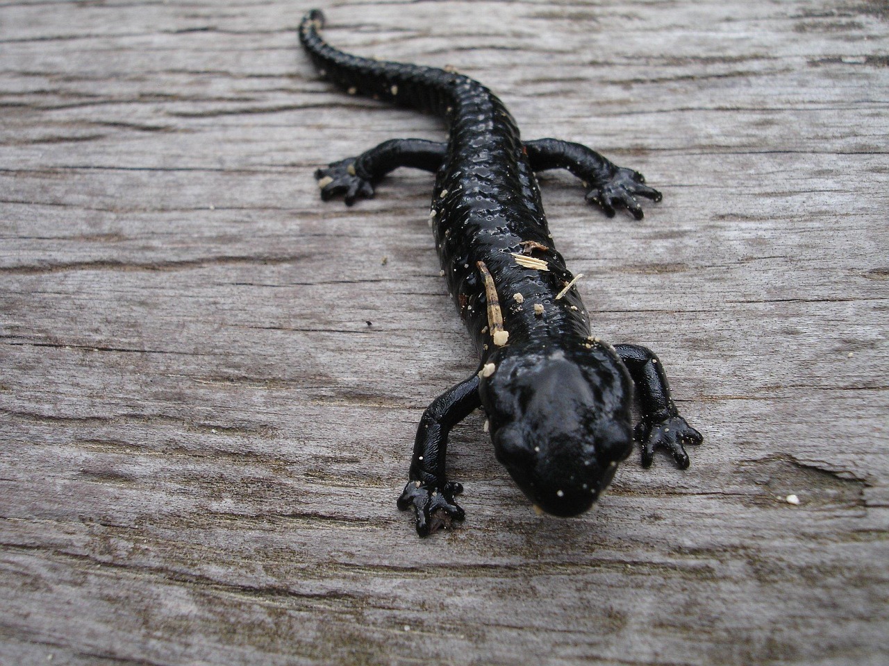 Salamander Babi Amfibi - Foto gratis di Pixabay - Pixabay