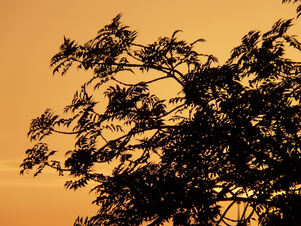 Tree Branch Sunset - Free photo on Pixabay - Pixabay
