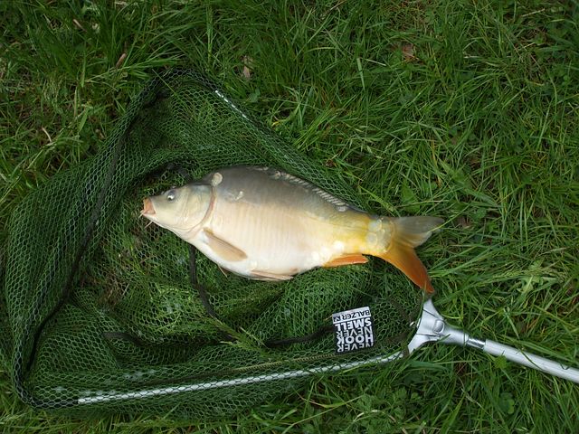 200+ gratis bilder av Karpe Fisk og Fisk