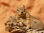 13 Ground squirrel Synonyms. Similar words for Ground squirrel.